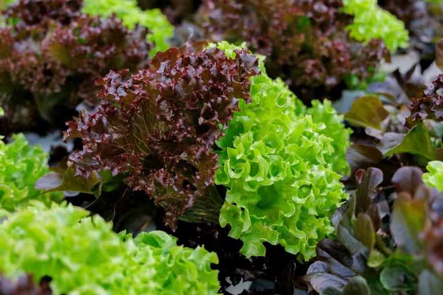 Lechuga Salanova con el rasgo Knox para una vida útil más larga