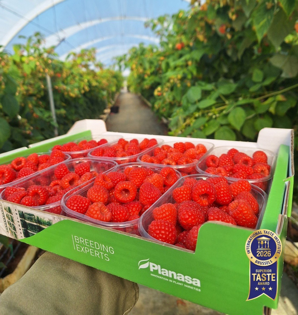 La frambuesa Pink Hudson es galardonada con el Superior Taste Award