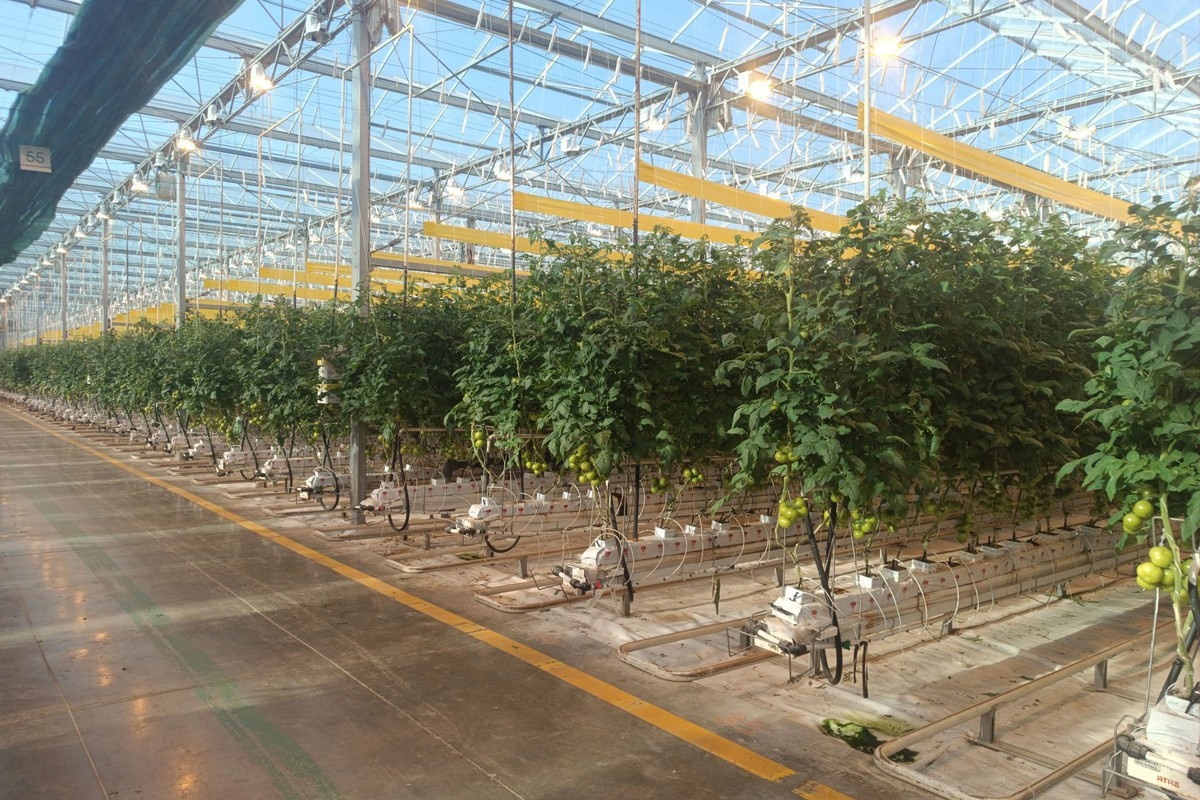 Cada año tienen problemas con la población de "Nesidiocoris tenuis" en ...