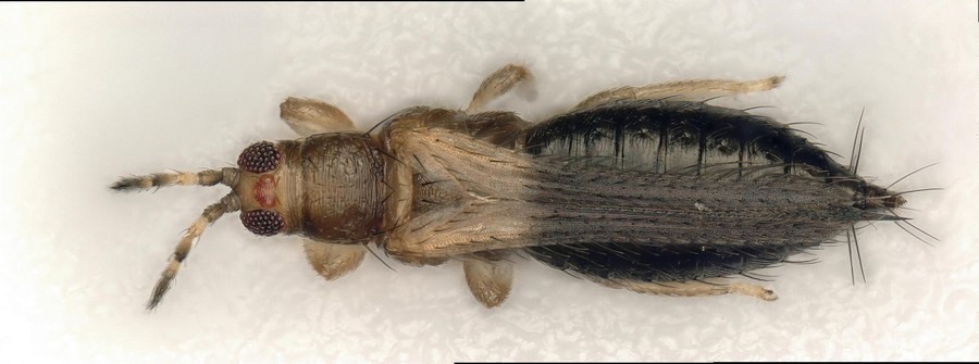Un estudio desvela los secretos del invasor "Thrips parvispinus"