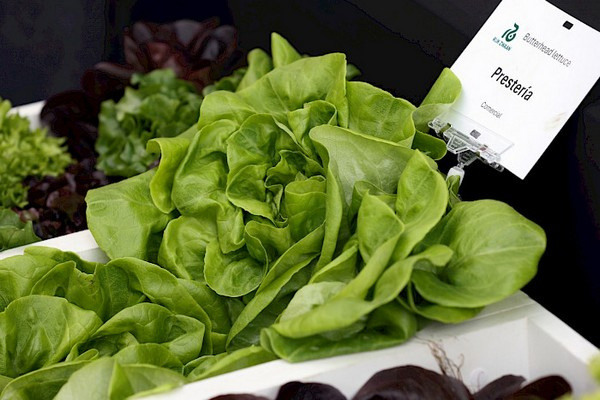 Mitos y realidades de la hidroponía en Chile