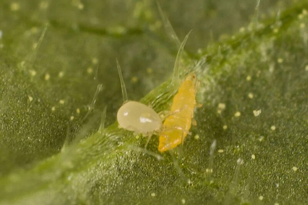 "Limonica es un fuerte rival contra los trips persistentes"