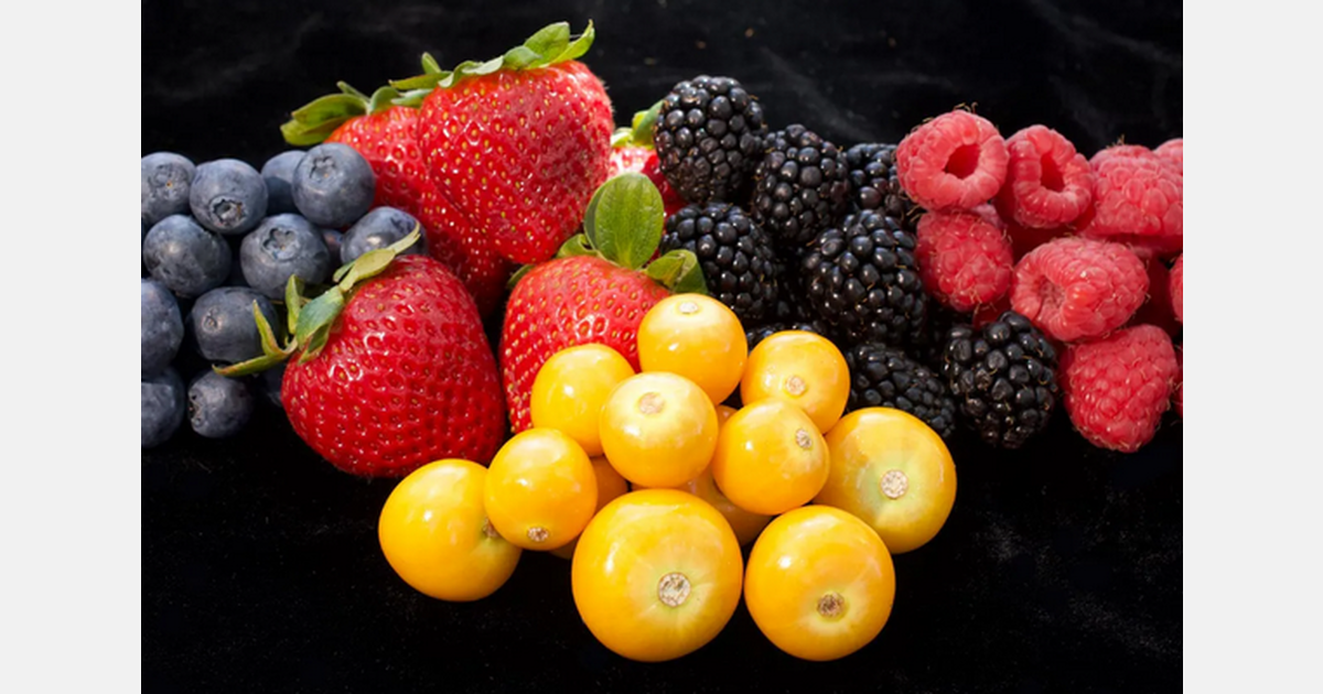 La "goldenberry" se reinventa con edición genética