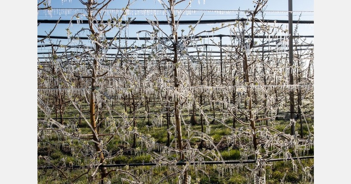 Ante el riesgo de heladas en cultivos de México, Guanajuato se previene ...