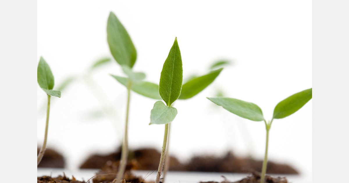 Nuevo banco de geoplasma en la estación biológica de La Oliva en España