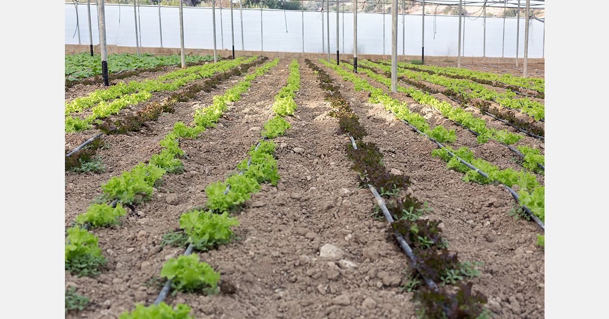 Productores de invernaderos en Costa Rica mejorarán sus negocios con ...